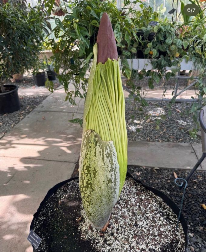 Rare corpse flower to bloom at URI for first time in 13 years