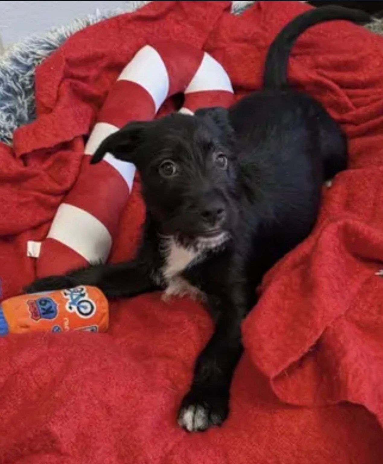 Meet our Dogs of the Week: Maxie Dean, Lydia, and Beetlejuice - Whats ...