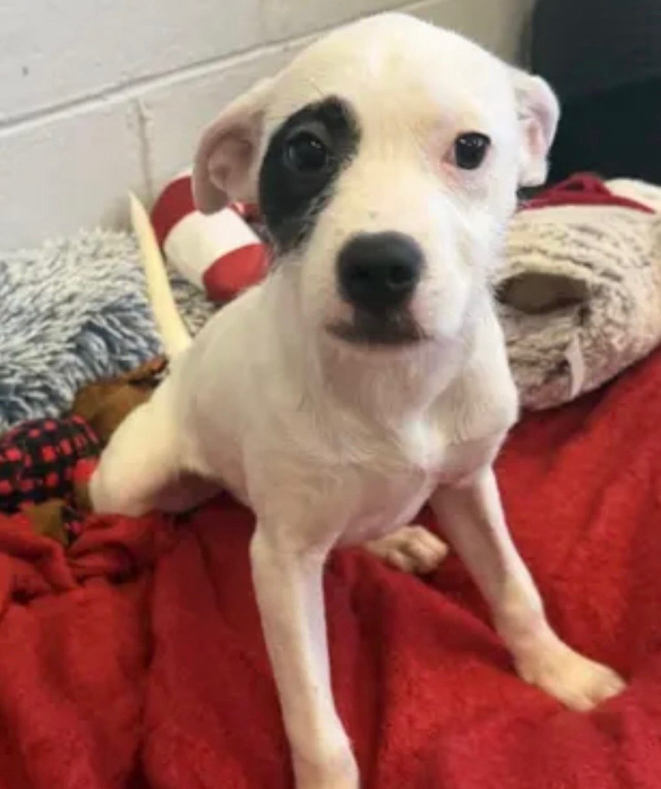 Meet our Dogs of the Week: Maxie Dean, Lydia, and Beetlejuice - Whats ...