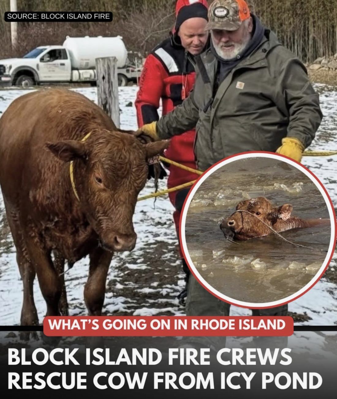 Cow rescued from Block Island pond - Whats Going On In RI